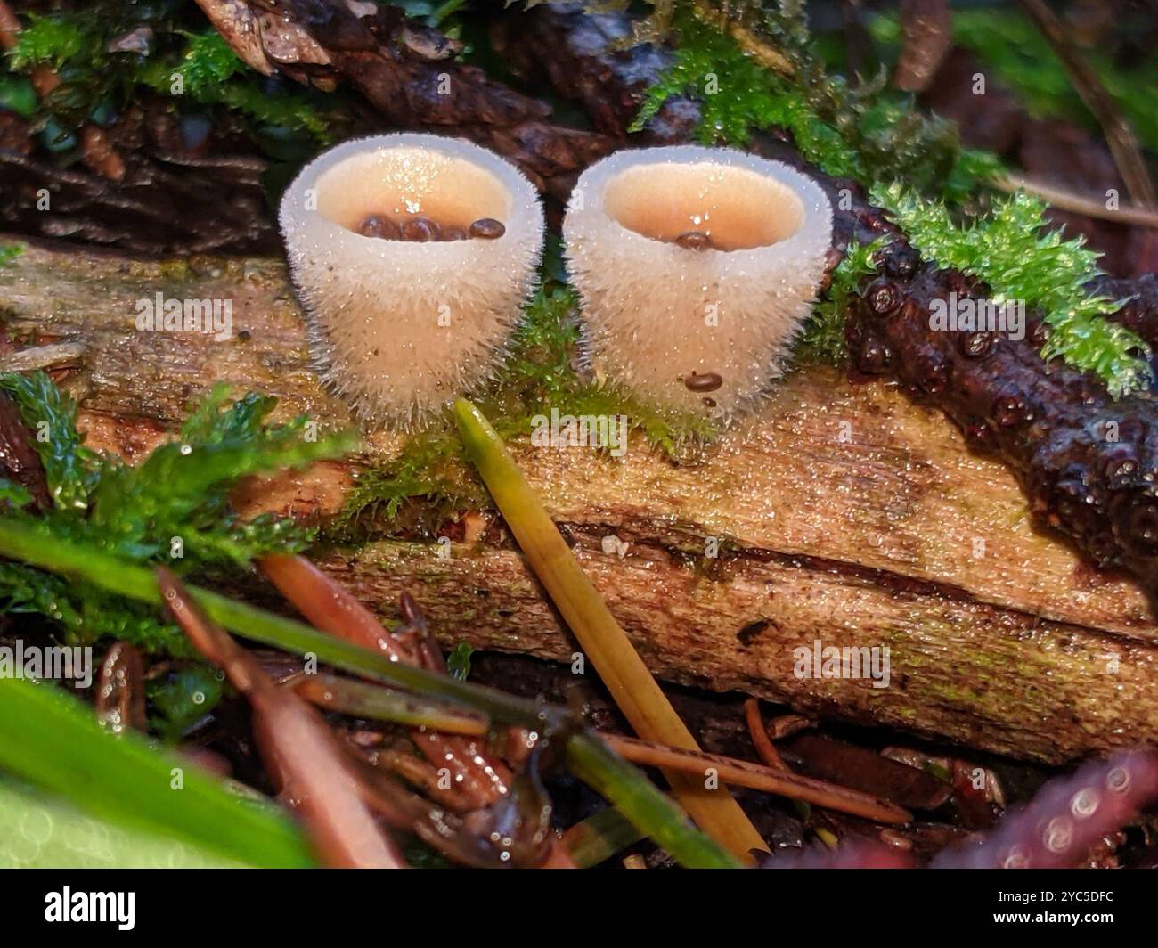 woolly bird's nest fungus (Nidula niveotomentosa) Fungi Stock Photo - Alamy
