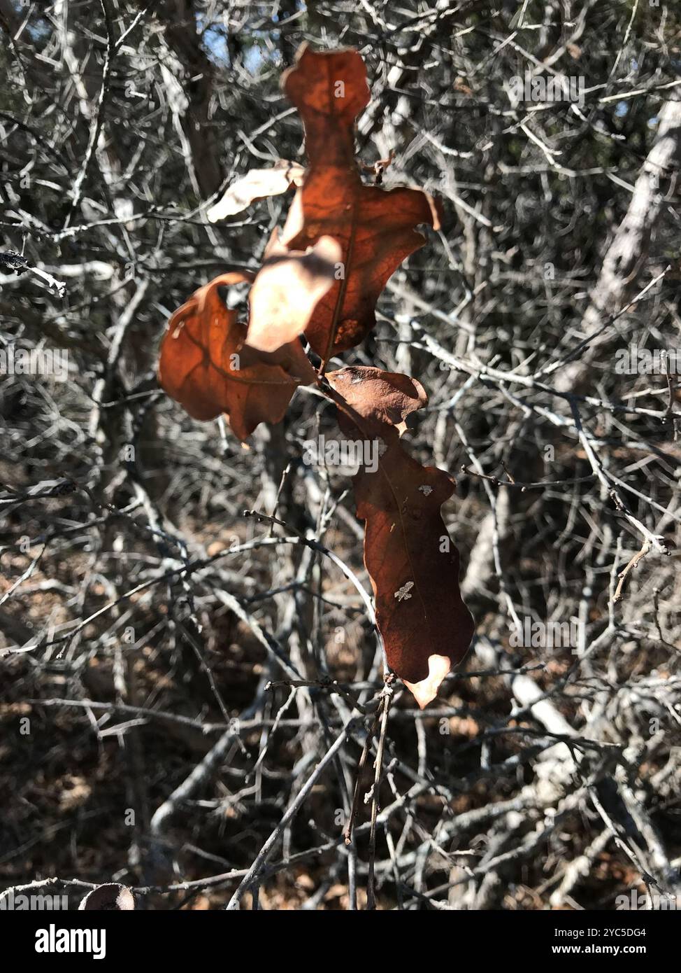 White Shin Oak (Quercus sinuata breviloba) Plantae Stock Photo - Alamy