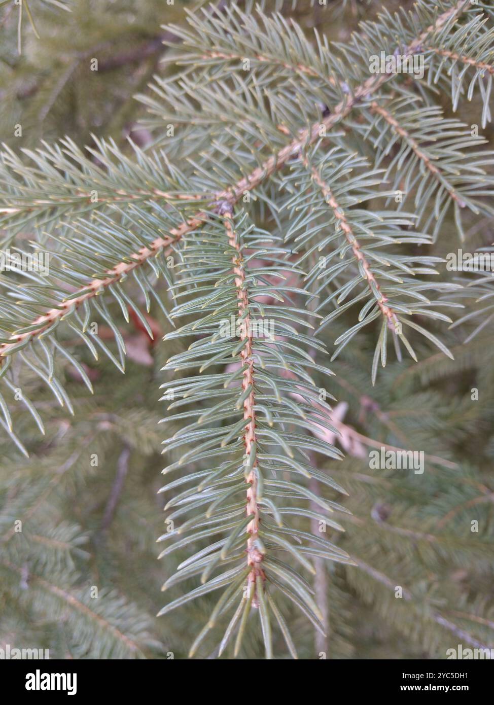 white spruce (Picea glauca) Plantae Stock Photo - Alamy