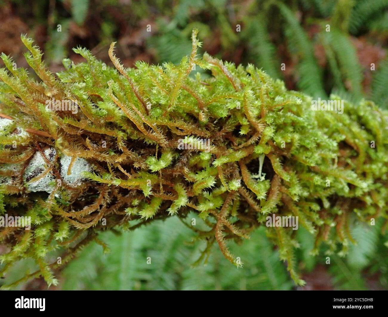 Pendulous Wing-moss (Antitrichia curtipendula) Plantae Stock Photo - Alamy