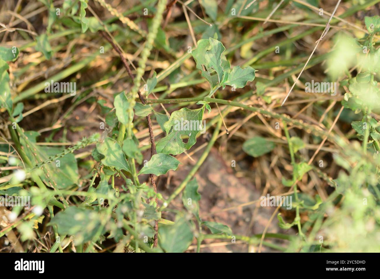 little ironweed (Cyanthillium cinereum) Plantae Stock Photo - Alamy