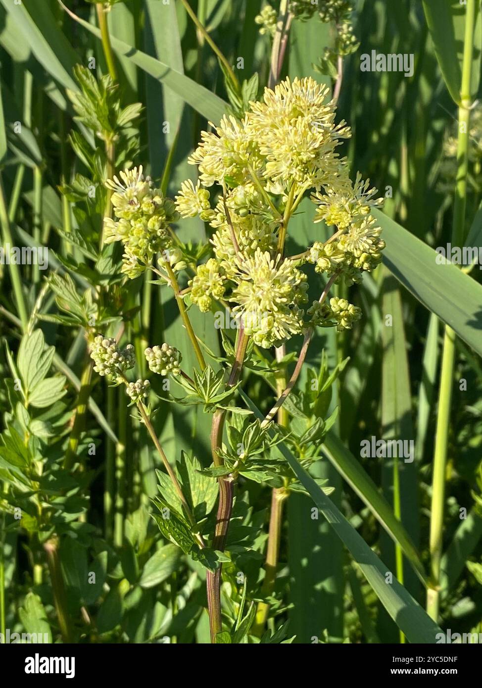 Common Meadow-rue (Thalictrum flavum) Plantae Stock Photo - Alamy
