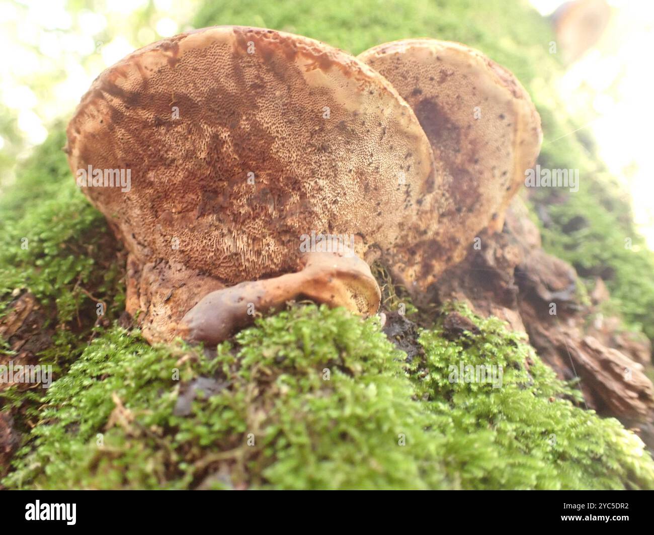 Robust Bracket (Fomitiporia robusta) Fungi Stock Photo - Alamy