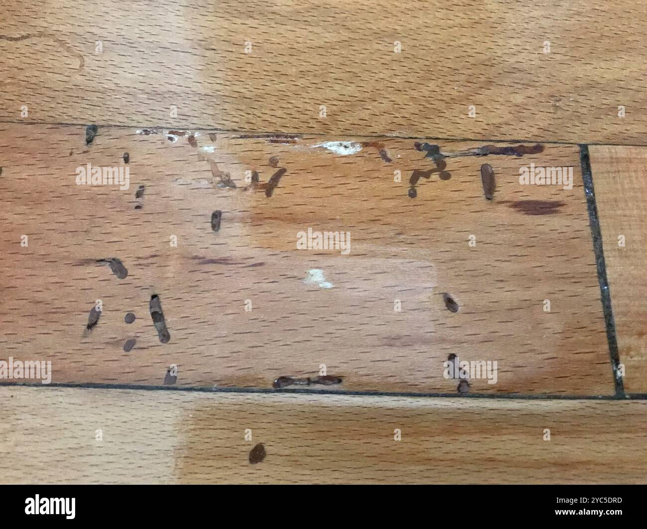 Deathwatch, Spider, and Wood-borer Beetles (Ptinidae) Insecta Stock ...