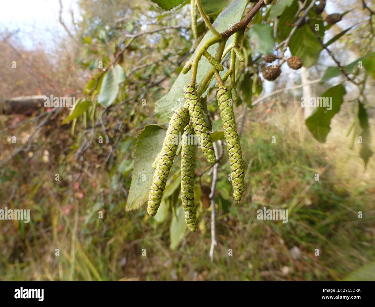 white alder (Alnus rhombifolia) Plantae Stock Photo - Alamy