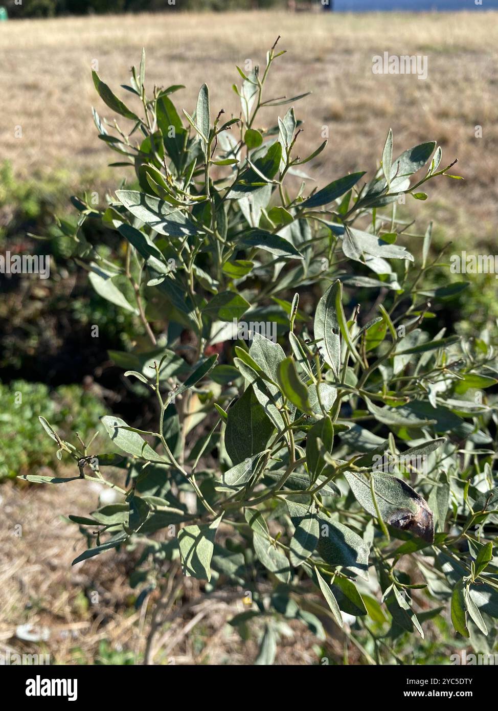 groundsel tree (Baccharis halimifolia) Plantae Stock Photo - Alamy