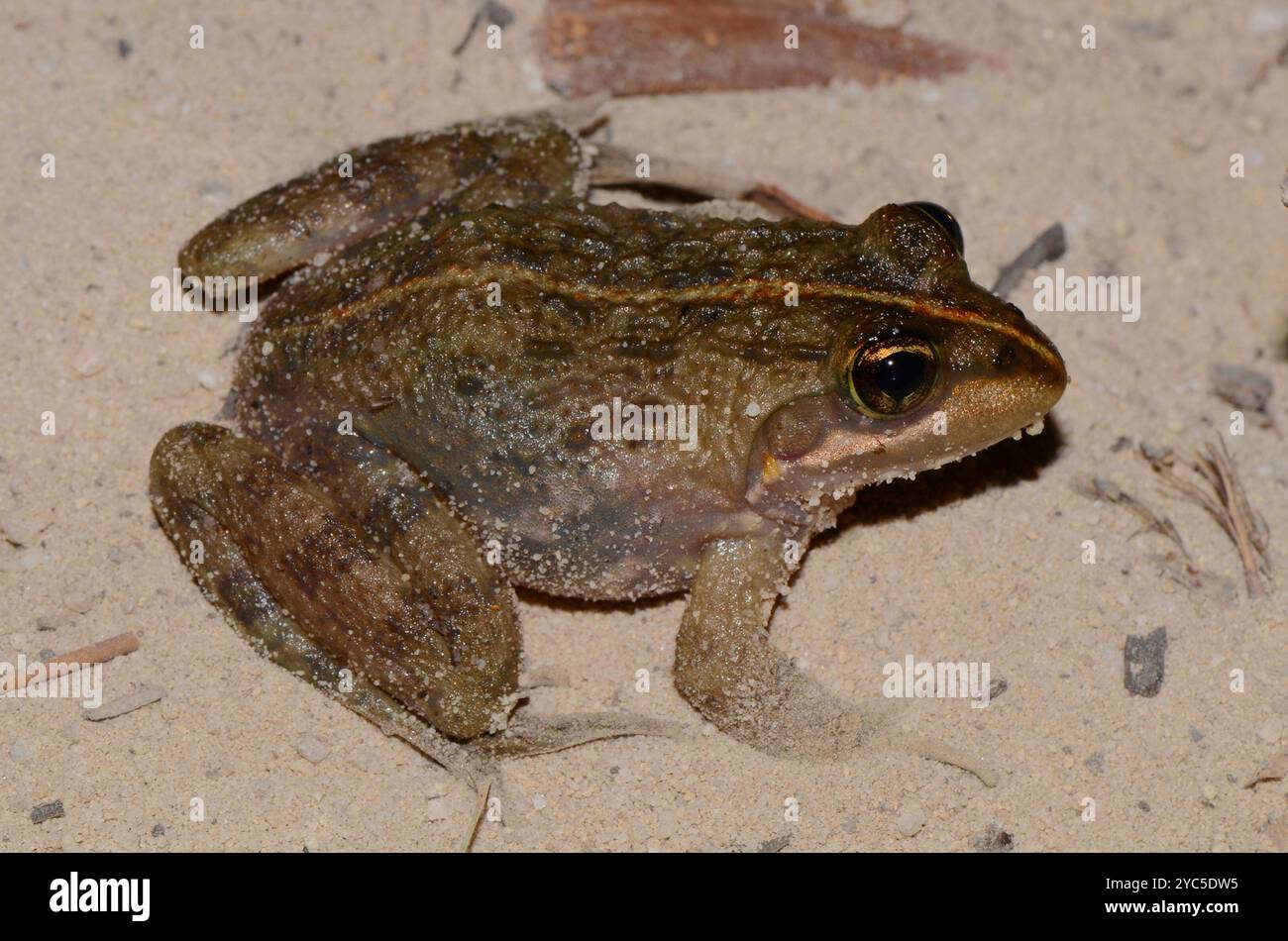 Cape River Frog (Amietia fuscigula) Amphibia Stock Photo - Alamy