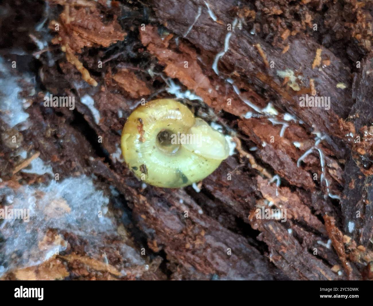 Robust Lancetooth Snail (Haplotrema vancouverense) Mollusca Stock Photo ...