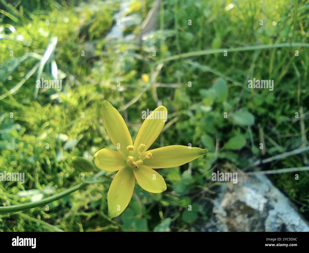 Green-flowered Gagea (Gagea chlorantha) Plantae Stock Photo - Alamy
