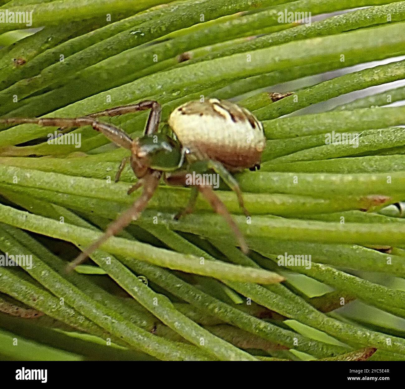 African Mask spider (Synema imitatrix) Arachnida Stock Photo - Alamy