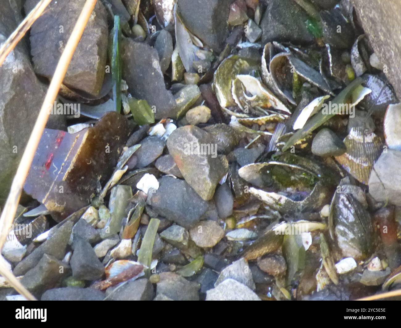 Atlantic Ribbed Mussel (Geukensia demissa) Mollusca Stock Photo - Alamy
