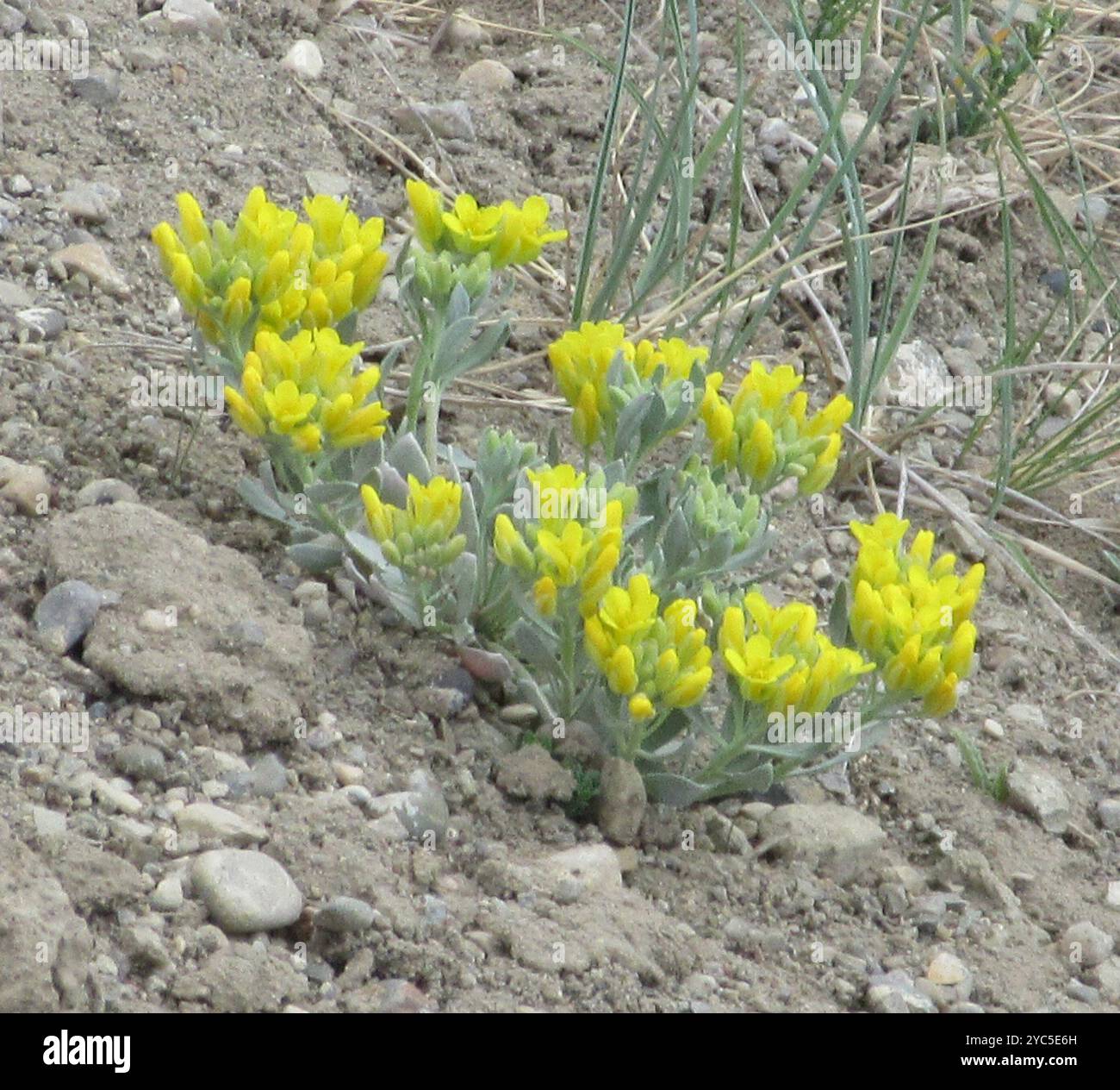 bladderpods (Physaria) Plantae Stock Photo - Alamy