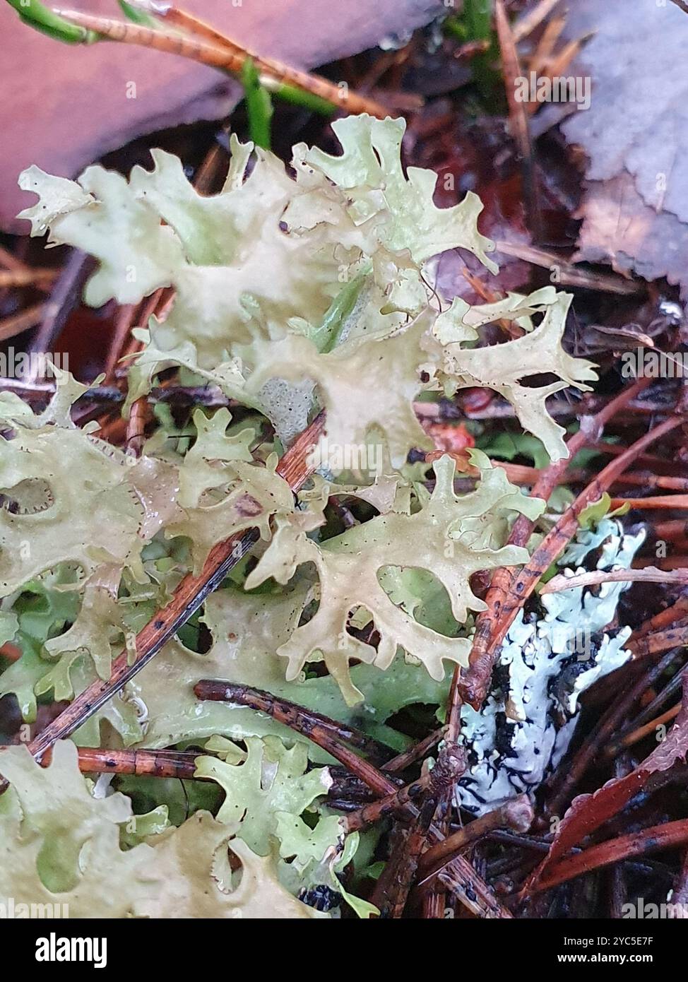 Iceland Lichen (Cetraria islandica) Fungi Stock Photo - Alamy