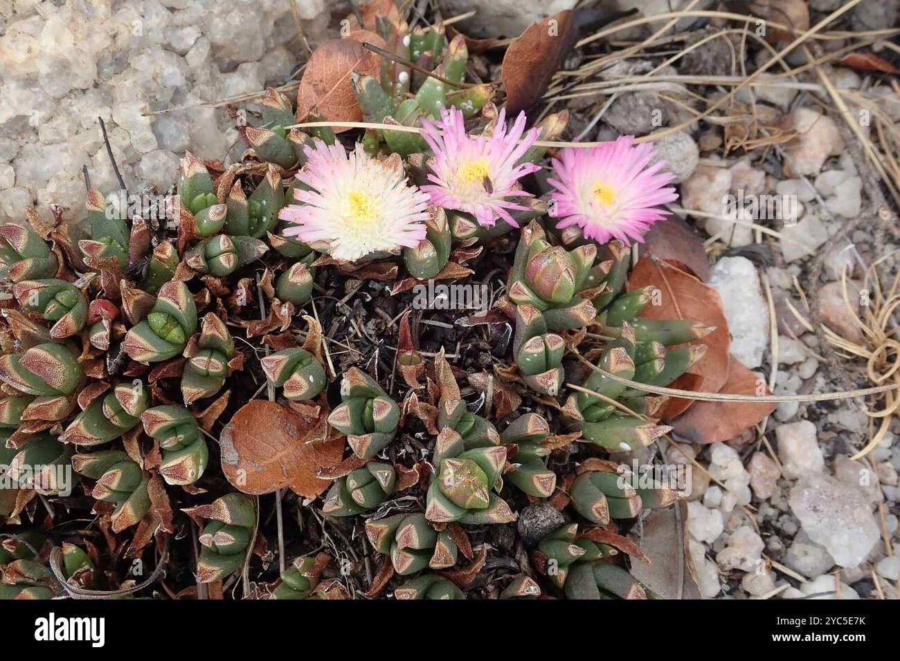 Stubby Rootfig (Khadia alticola) Plantae Stock Photo - Alamy