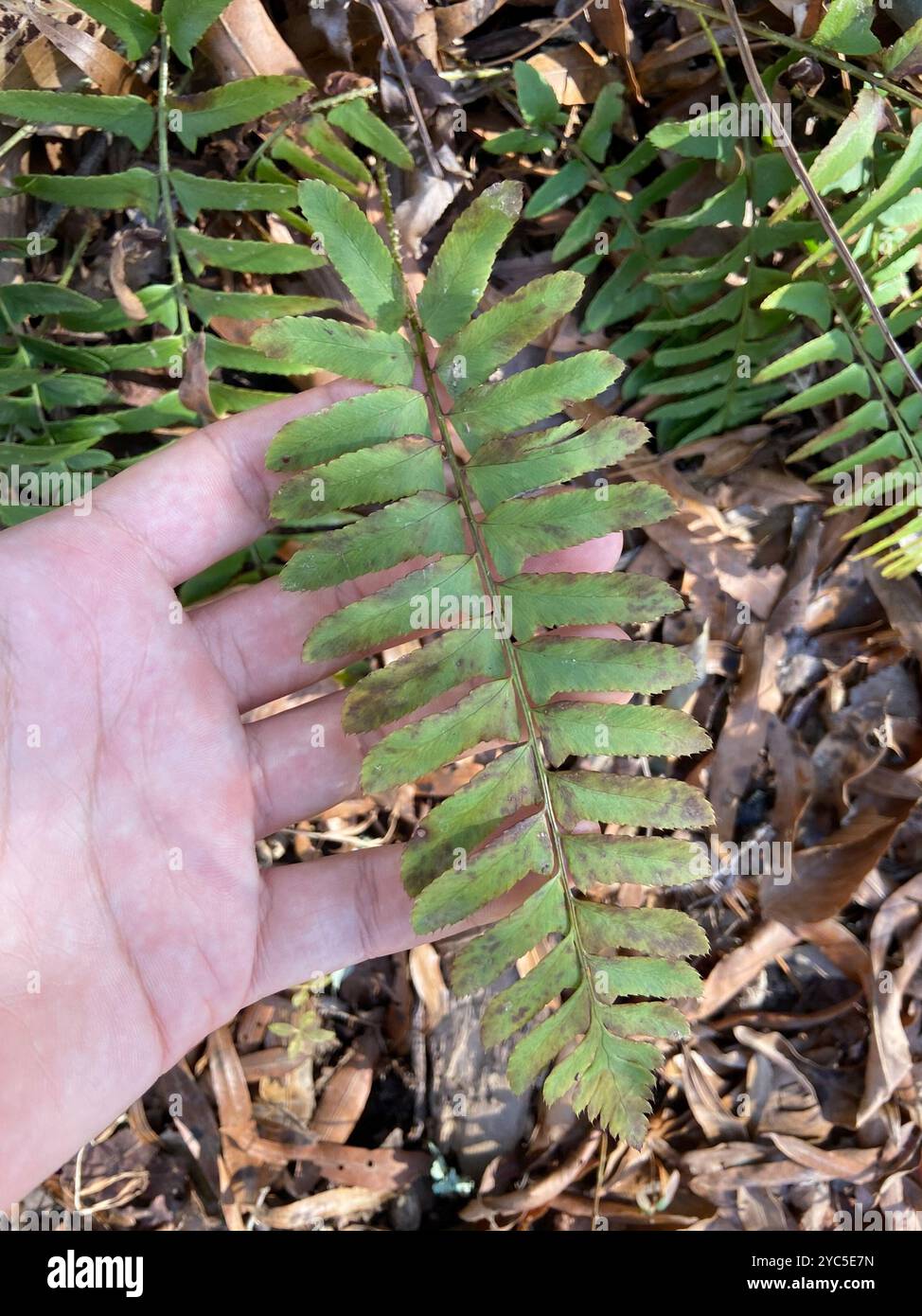 Christmas fern (Polystichum acrostichoides) Plantae Stock Photo - Alamy