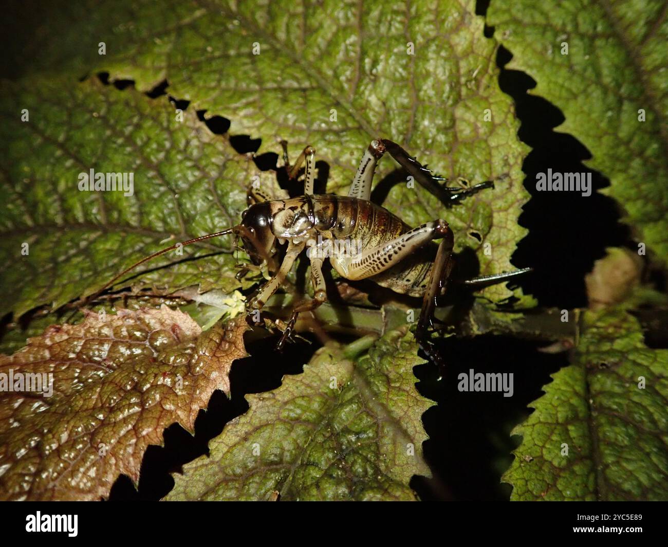 Auckland Tree Weta (Hemideina thoracica) Insecta Stock Photo - Alamy