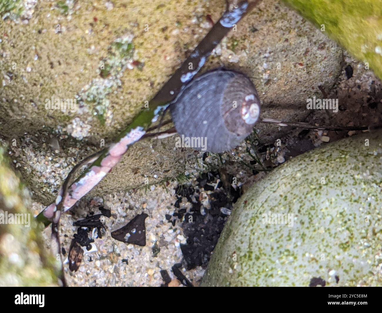 Black Tegula (Tegula funebralis) Mollusca Stock Photo - Alamy