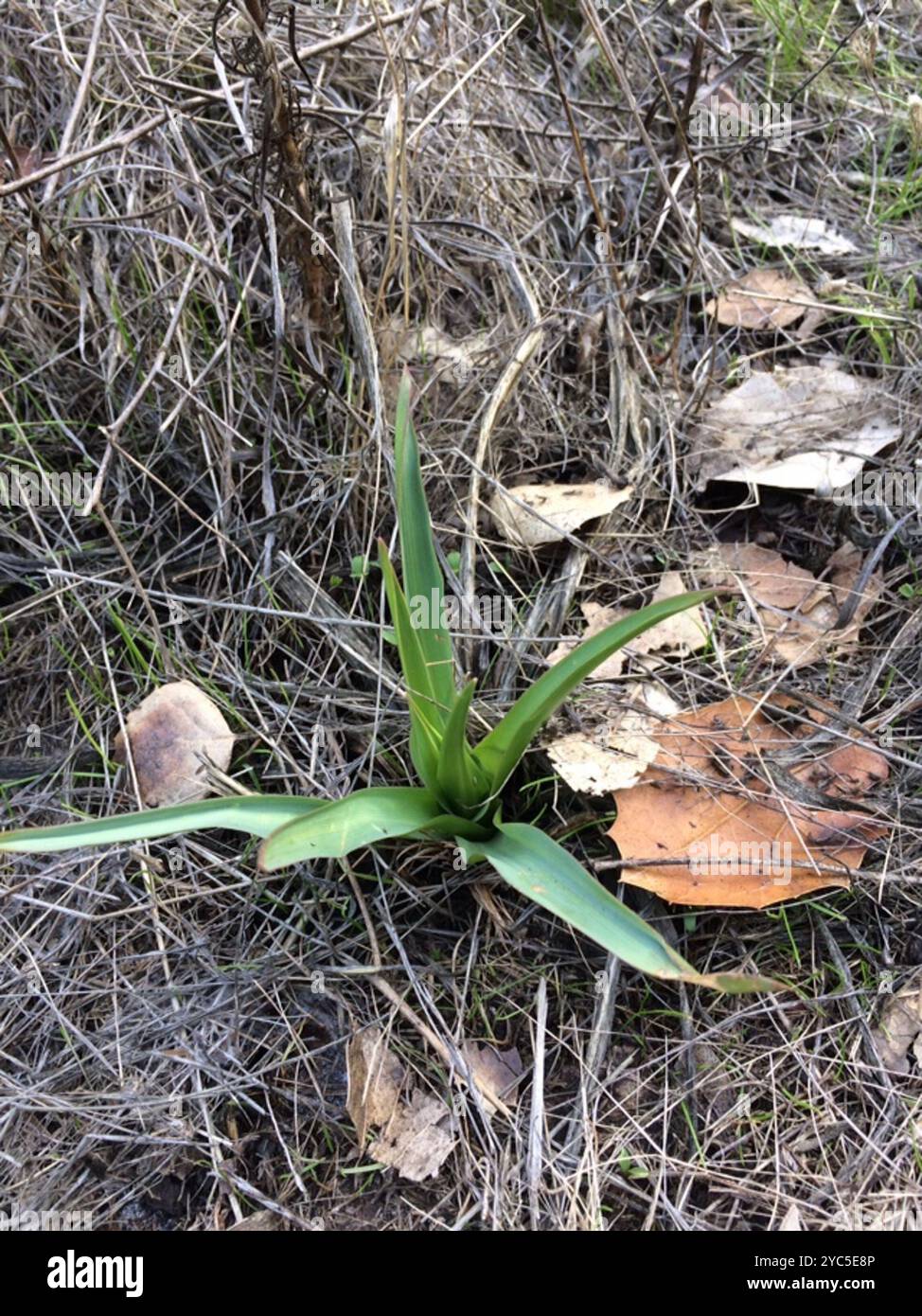 wavy-leafed soap plant (Chlorogalum pomeridianum) Plantae Stock Photo ...