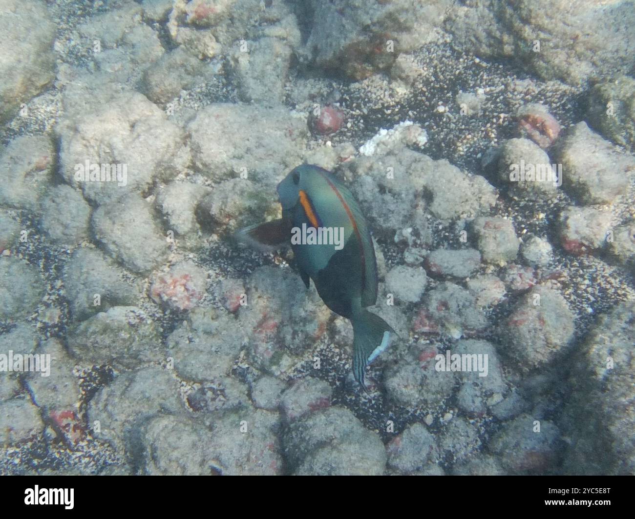 Orangeblotch Surgeonfish (Acanthurus olivaceus) Actinopterygii Stock ...