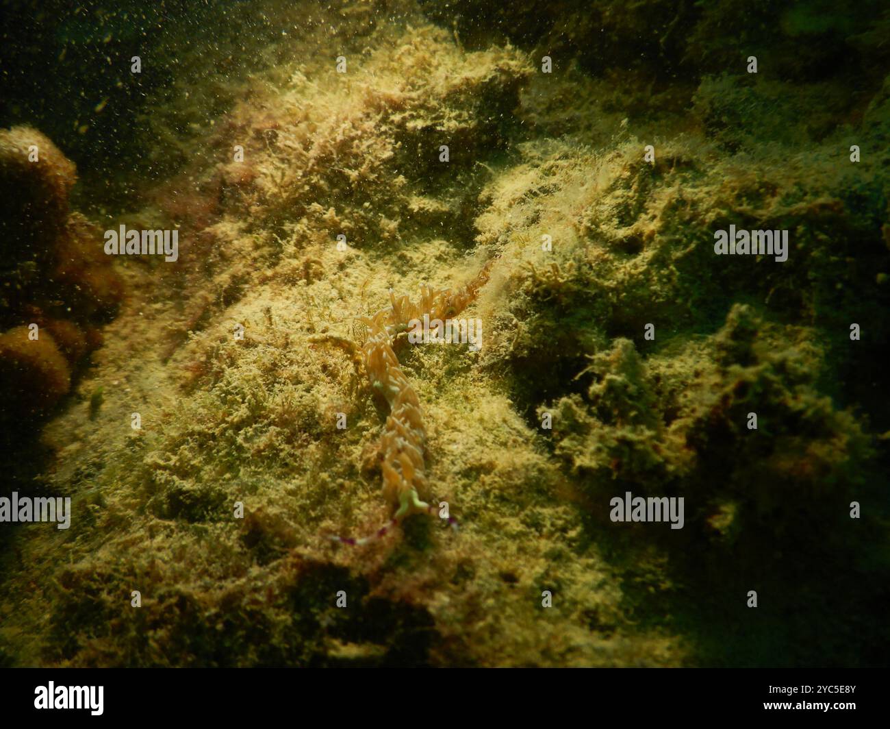 Blue Dragon (Pteraeolidia semperi) Mollusca Stock Photo - Alamy
