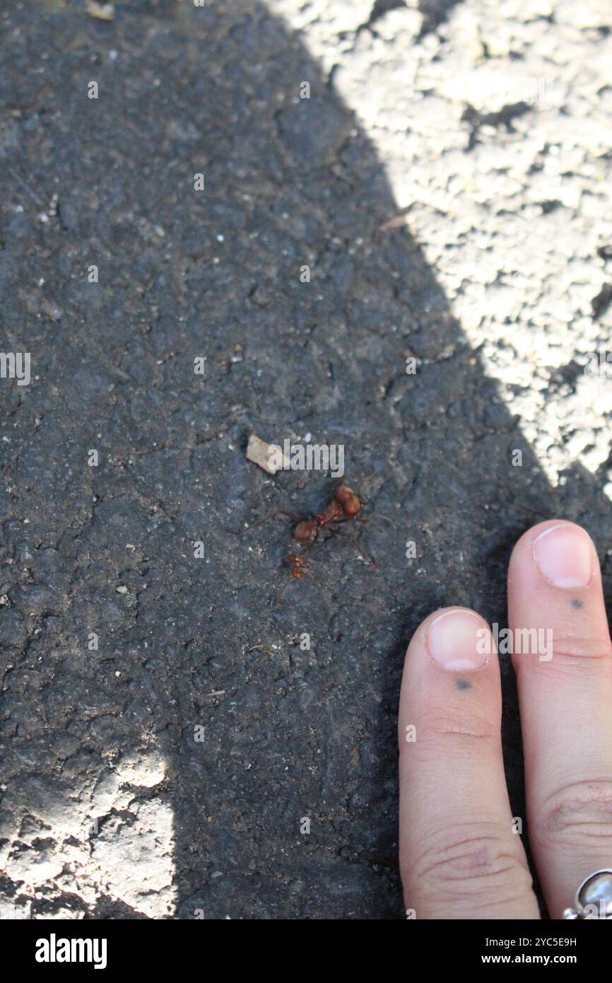 Hairy-headed leafcutter ant (Atta cephalotes) Insecta Stock Photo - Alamy