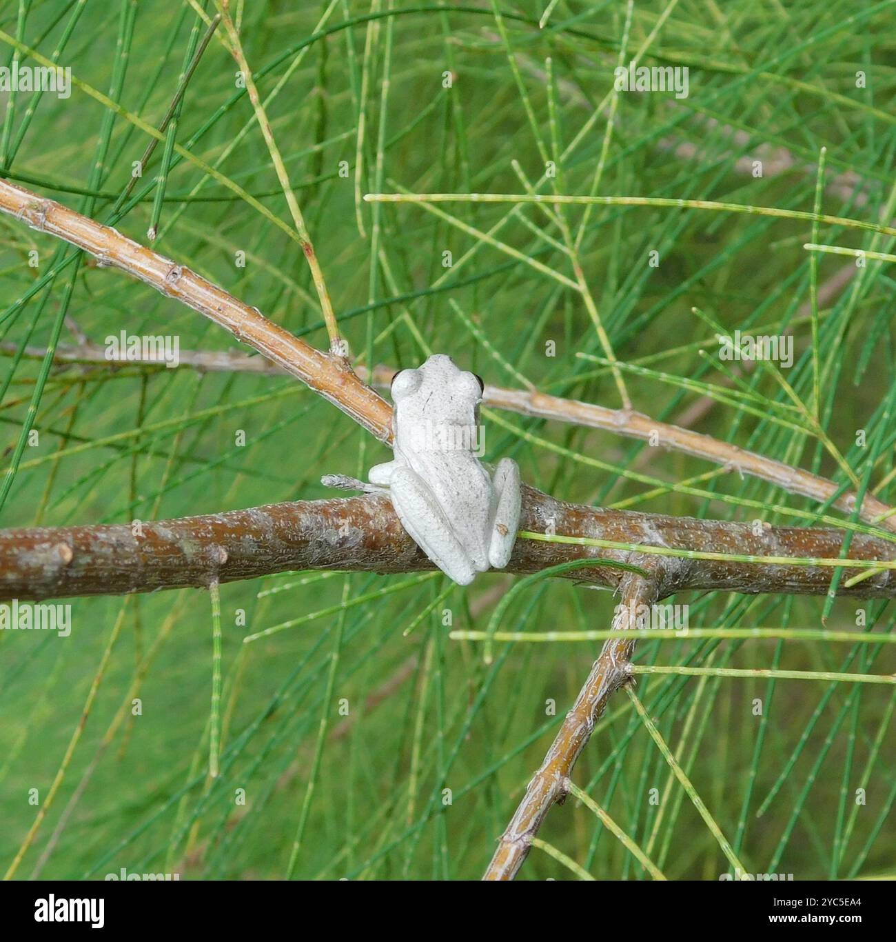 Cuban Tree Frog (Osteopilus septentrionalis) Amphibia Stock Photo - Alamy