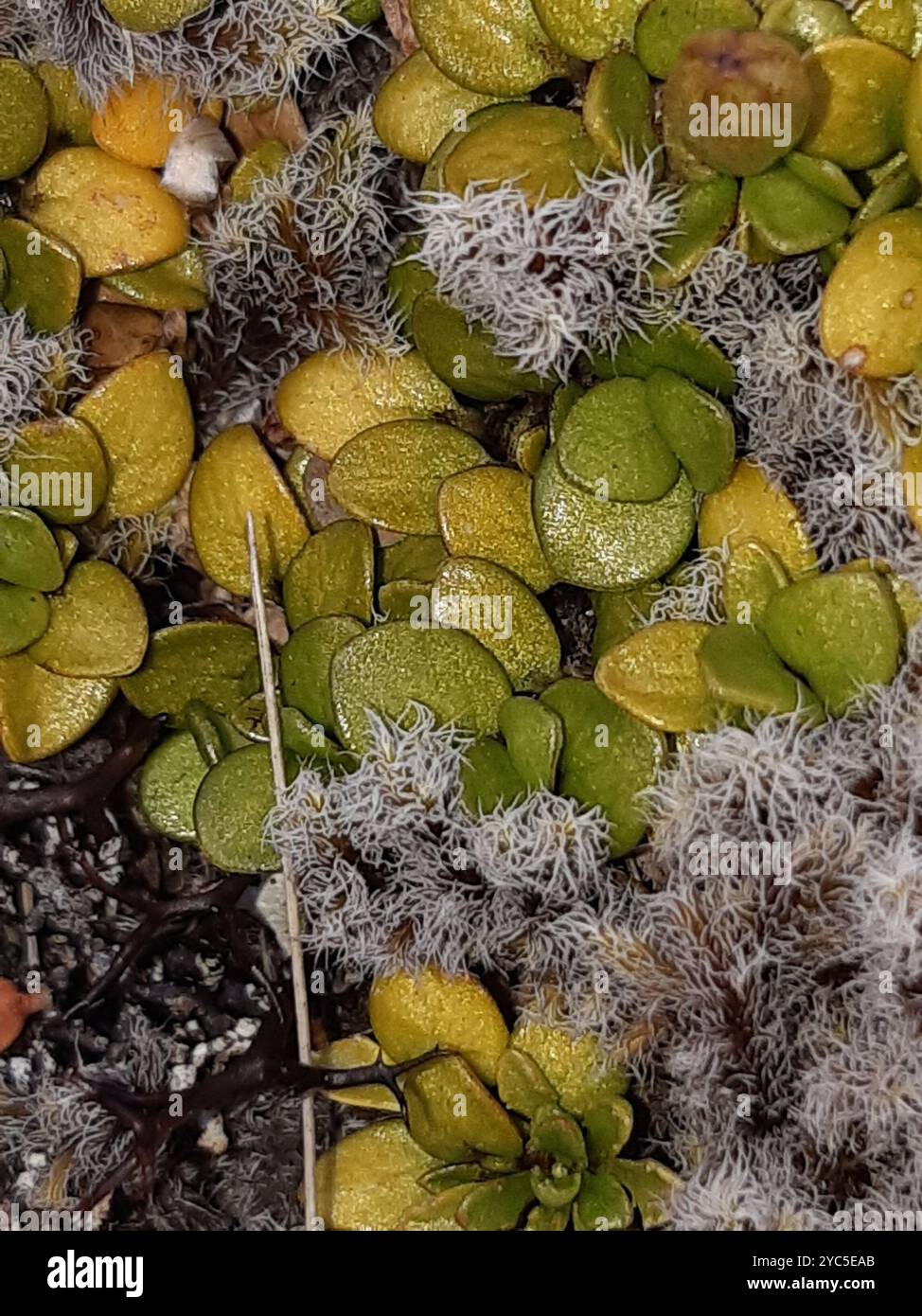 Creeping Coprosma (Coprosma perpusilla) Plantae Stock Photo - Alamy