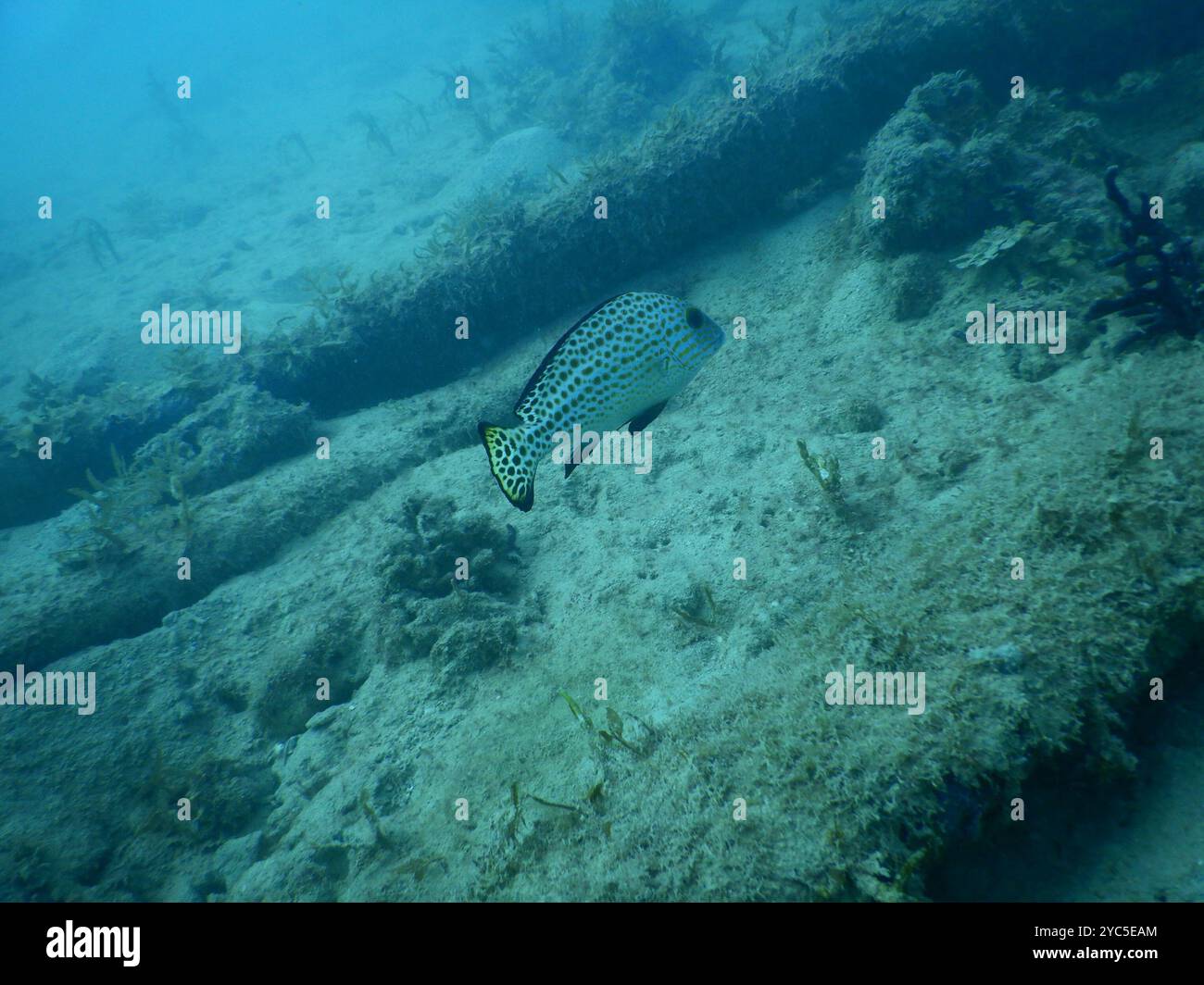 Painted Sweetlips (Diagramma pictum) Actinopterygii Stock Photo - Alamy