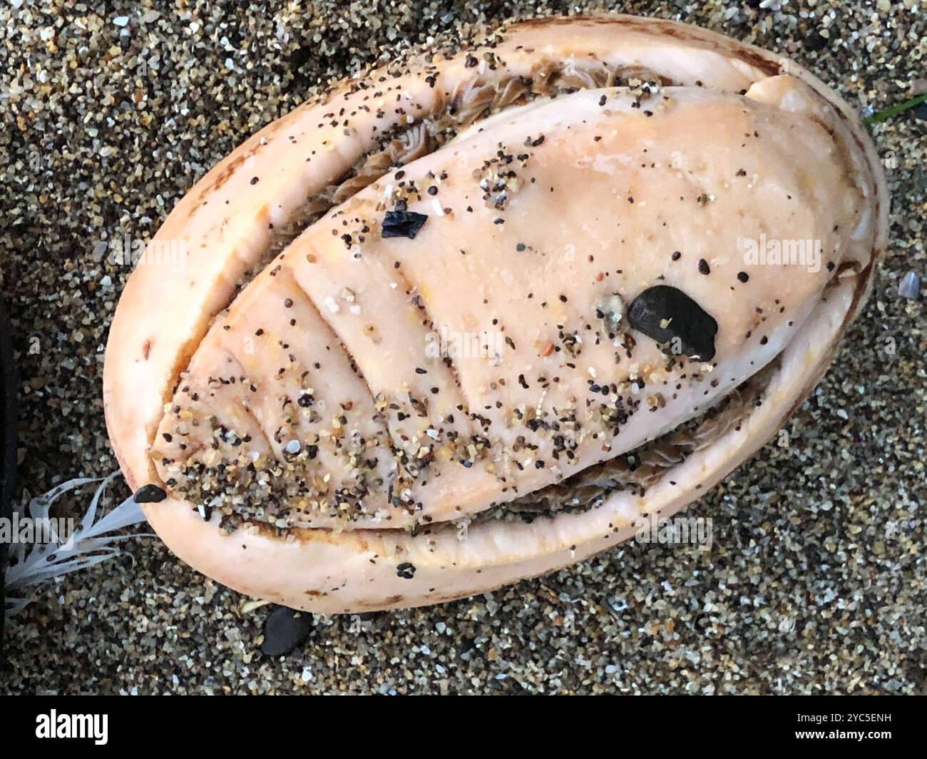 Gumboot Chiton (Cryptochiton stelleri) Mollusca Stock Photo - Alamy