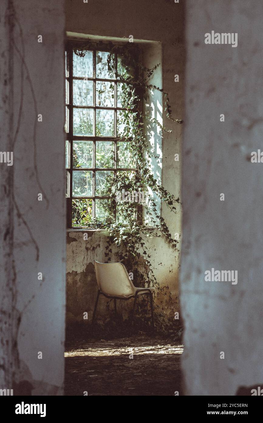 abandoned building window with sun rays and ivy Stock Photo - Alamy