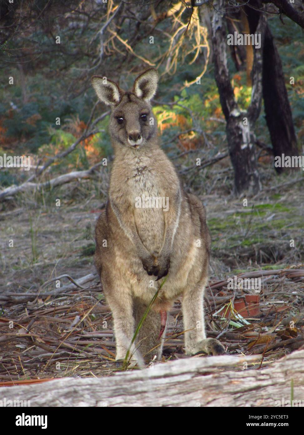 Tasmanian Forester Kangaroo (Macropus giganteus tasmaniensis) Mammalia ...
