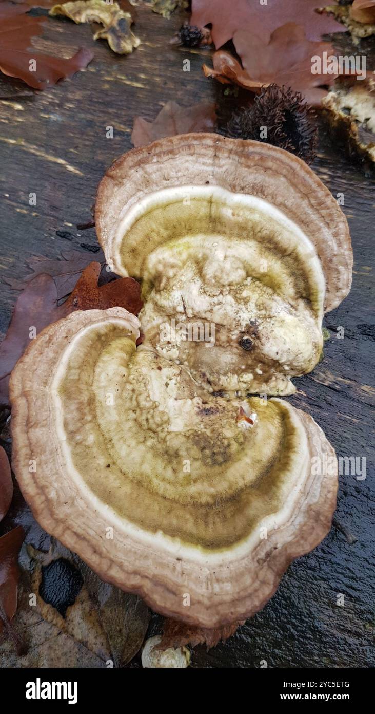 Lumpy Bracket (Trametes gibbosa) Fungi Stock Photo - Alamy