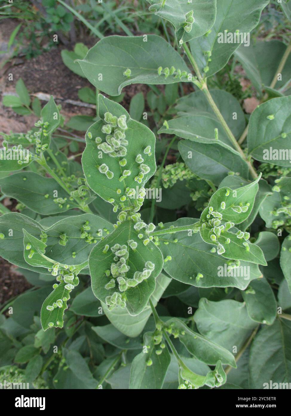 Mispel Leaf Gall Mite (Acalitus mallyi) Arachnida Stock Photo - Alamy