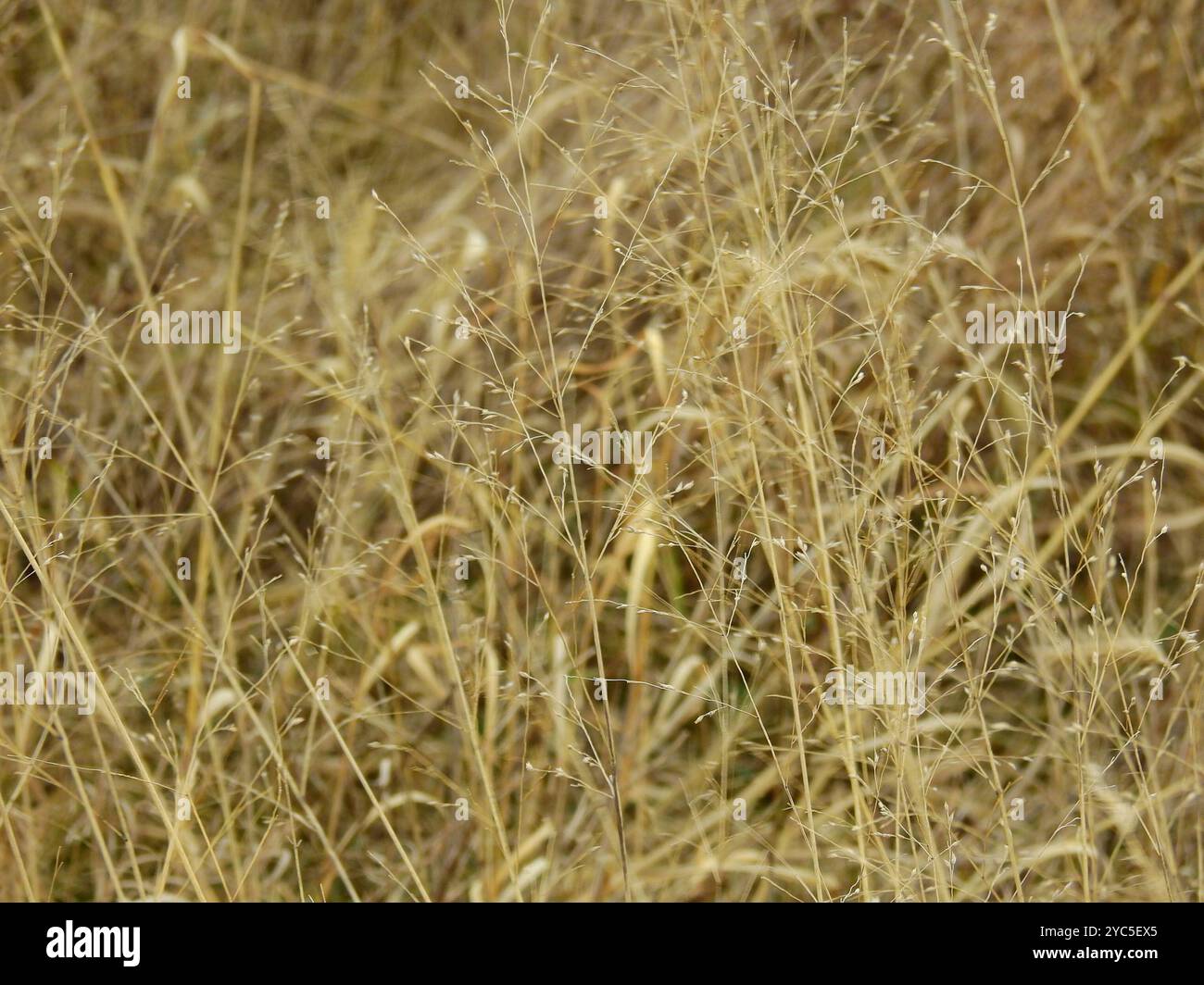 switchgrass (Panicum virgatum) Plantae Stock Photo - Alamy