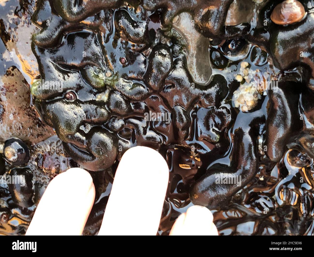 green spongy cushion (Codium setchellii) Plantae Stock Photo - Alamy