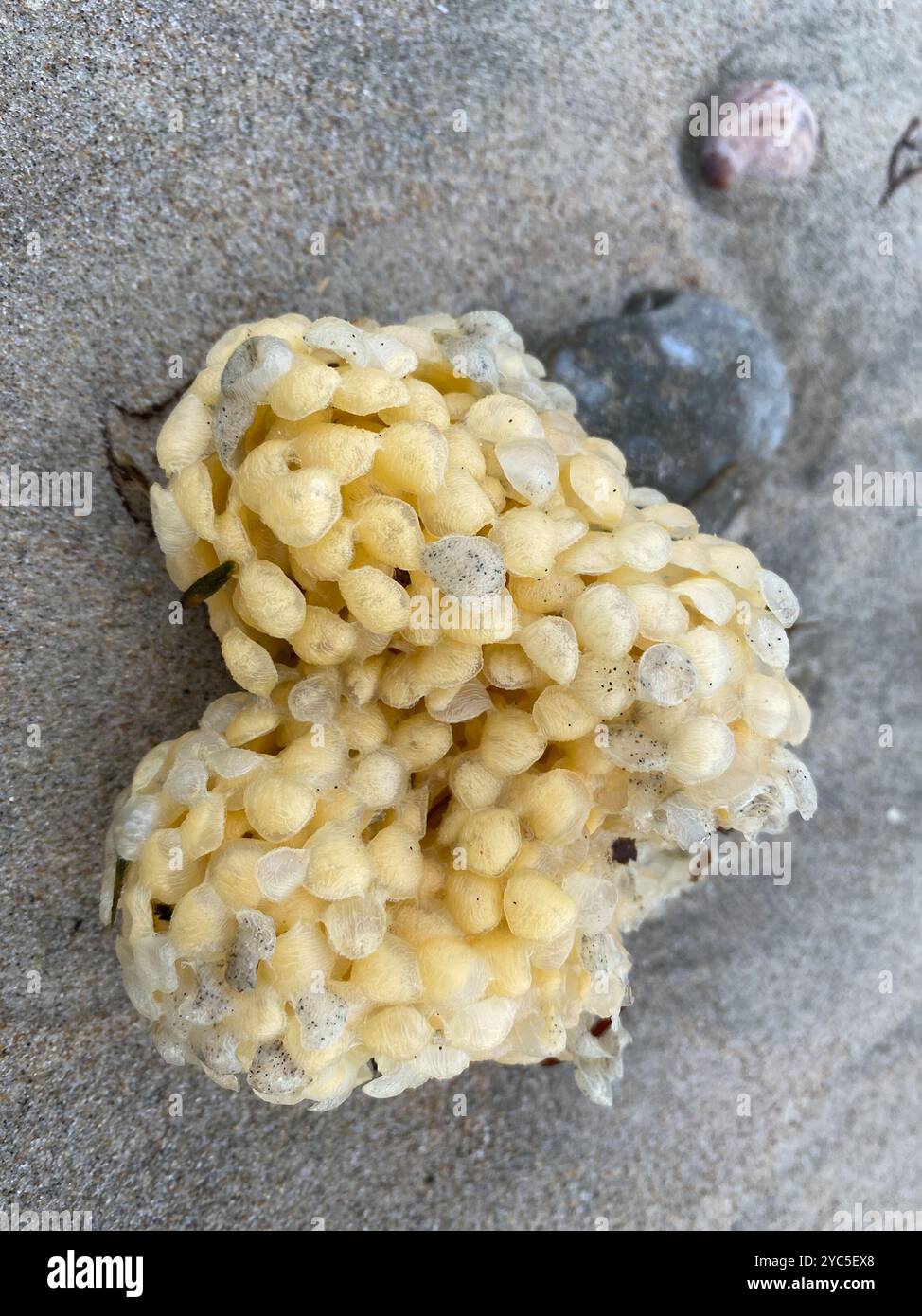 Common Whelk (Buccinum undatum) Mollusca Stock Photo - Alamy
