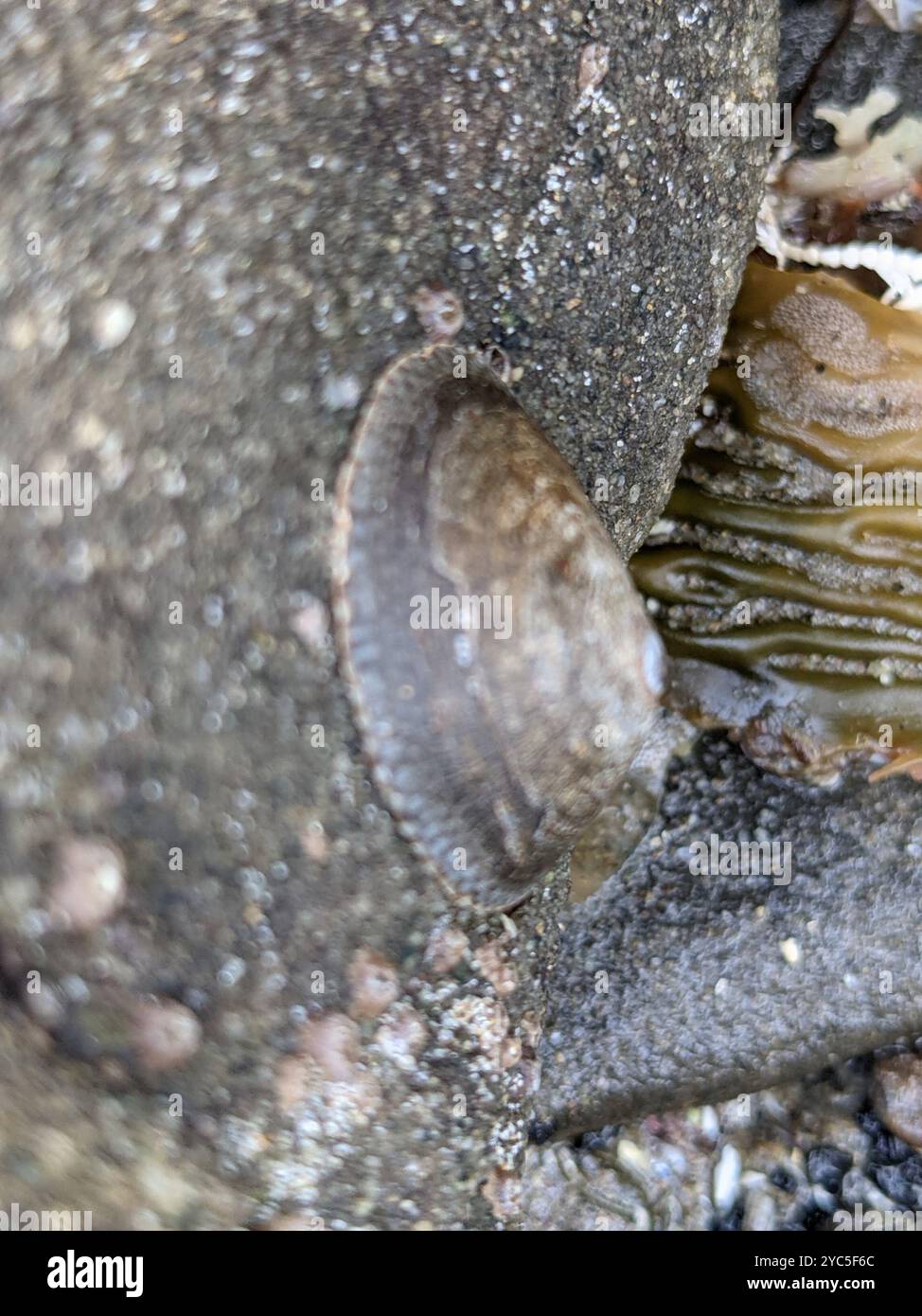 Lottia limatula hi-res stock photography and images - Alamy
