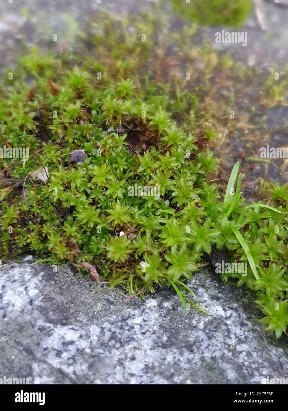 Star Moss (Syntrichia ruralis) Plantae Stock Photo - Alamy