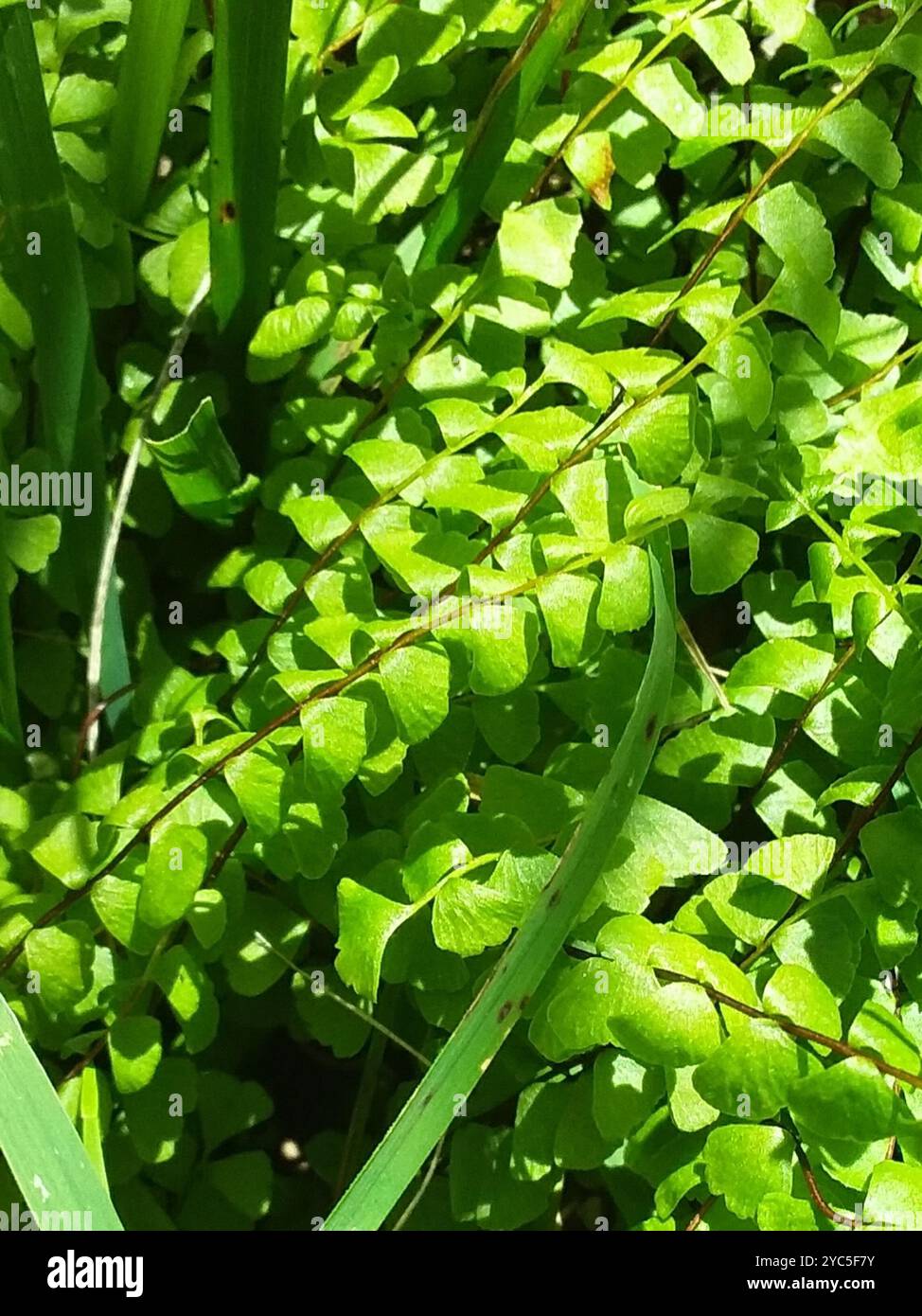 Screw Fern (Lindsaea linearis) Plantae Stock Photo - Alamy