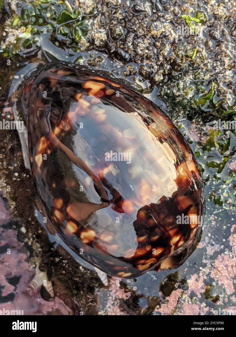 Humpback Cowry (Mauritia mauritiana) Mollusca Stock Photo - Alamy