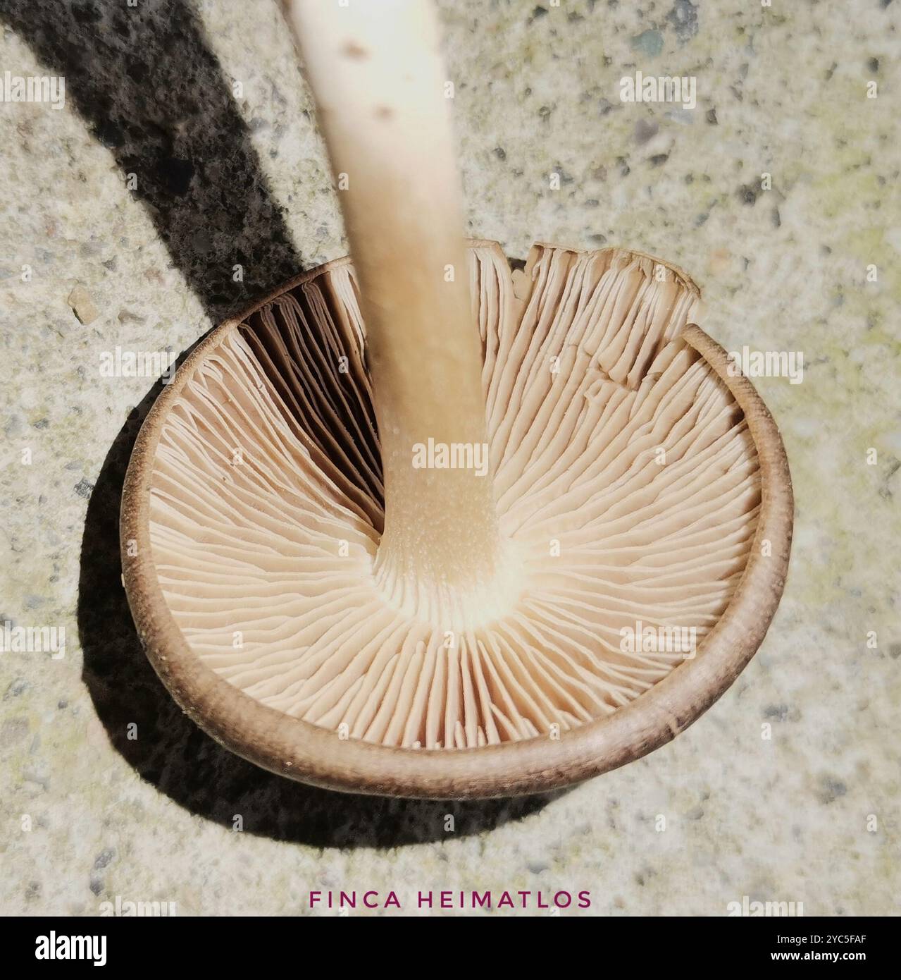(Collybiopsis gibbosa) Fungi Stock Photo - Alamy