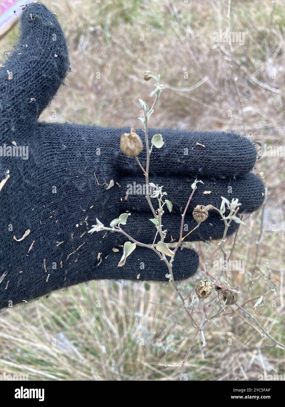 sweet Indian Mallow (Abutilon fruticosum) Plantae Stock Photo - Alamy