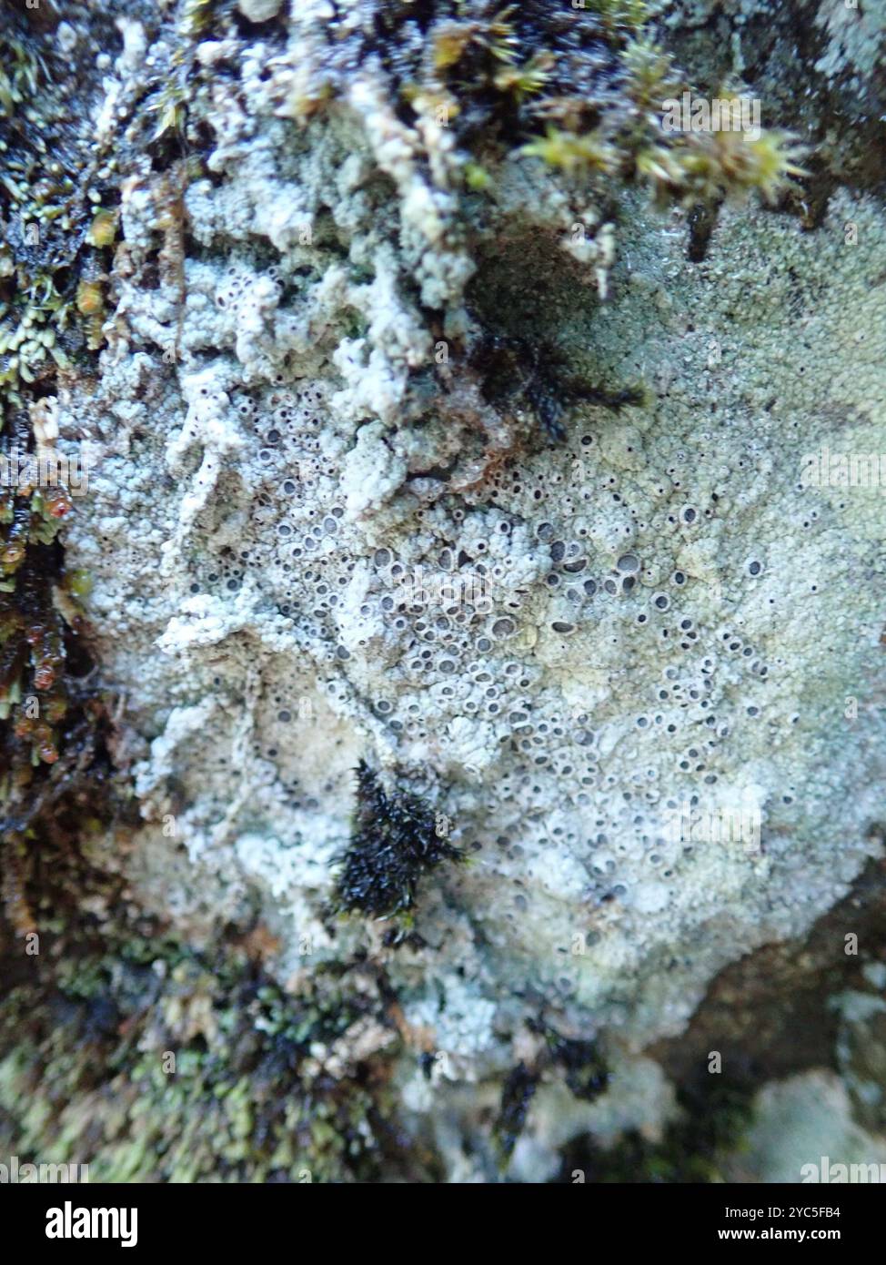 Cowpie Lichen (Diploschistes muscorum) Fungi Stock Photo - Alamy