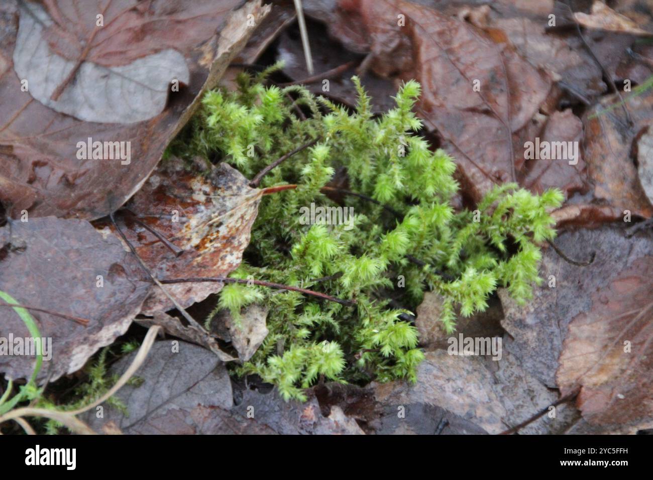 rough goose neck moss (Hylocomiadelphus triquetrus) Plantae Stock Photo ...