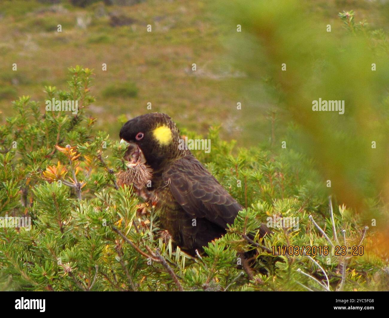 Tasmanian Yellow-tailed Black Cockatoo (Zanda funerea xanthanota) Aves ...