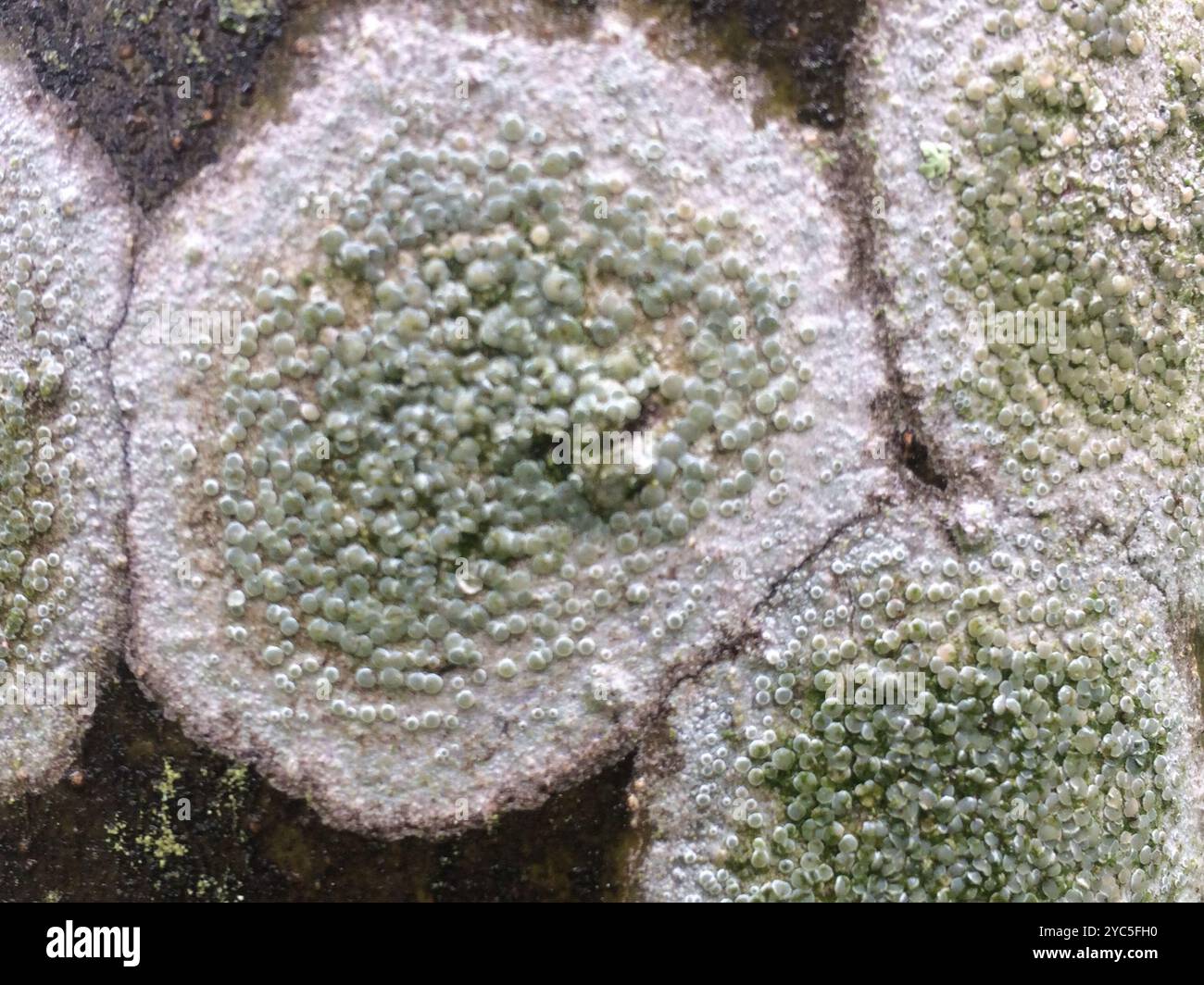 Pore Lichens (Pertusaria) Fungi Stock Photo - Alamy