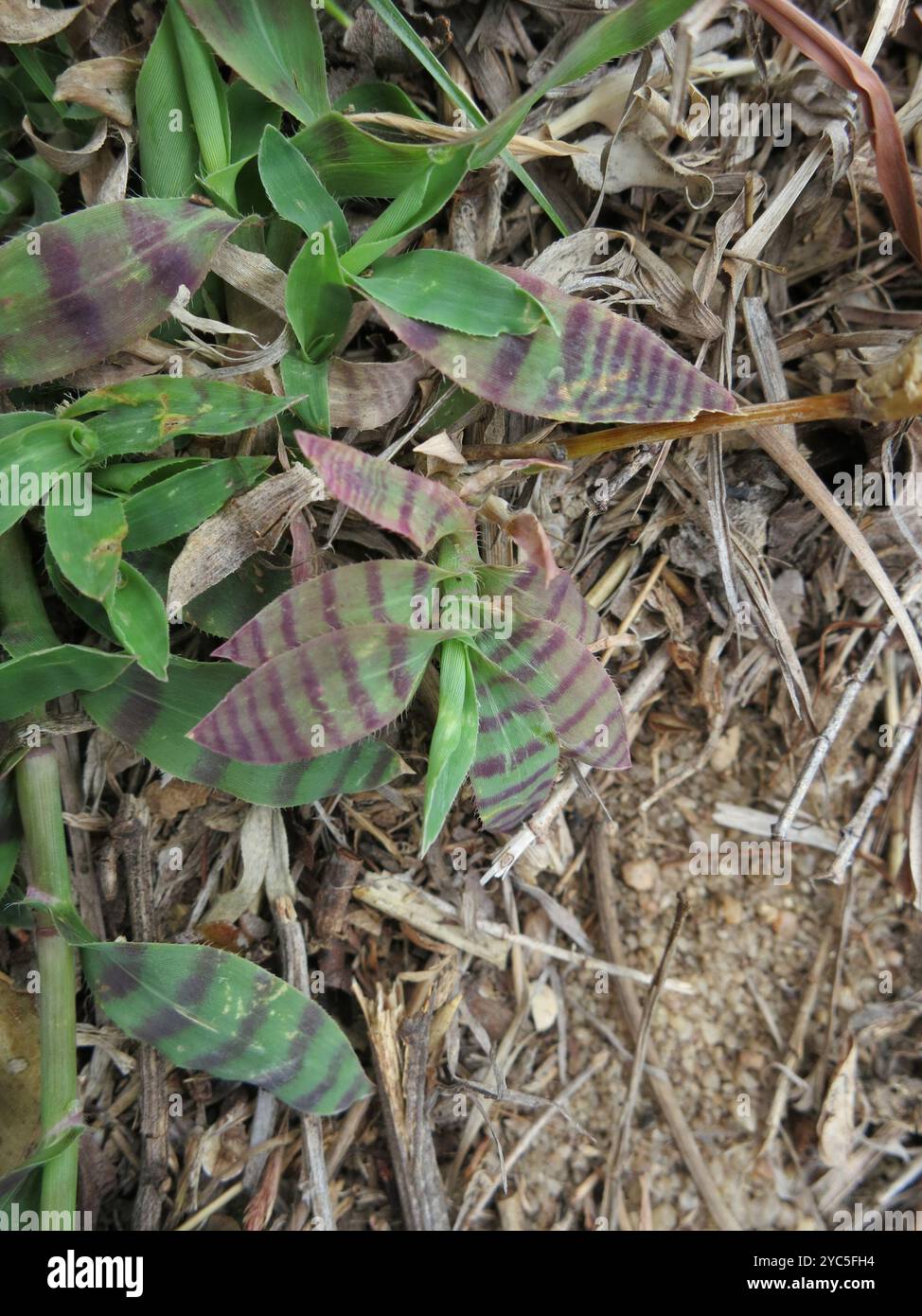 Purple Spike Grass (Perotis patens) Plantae Stock Photo - Alamy