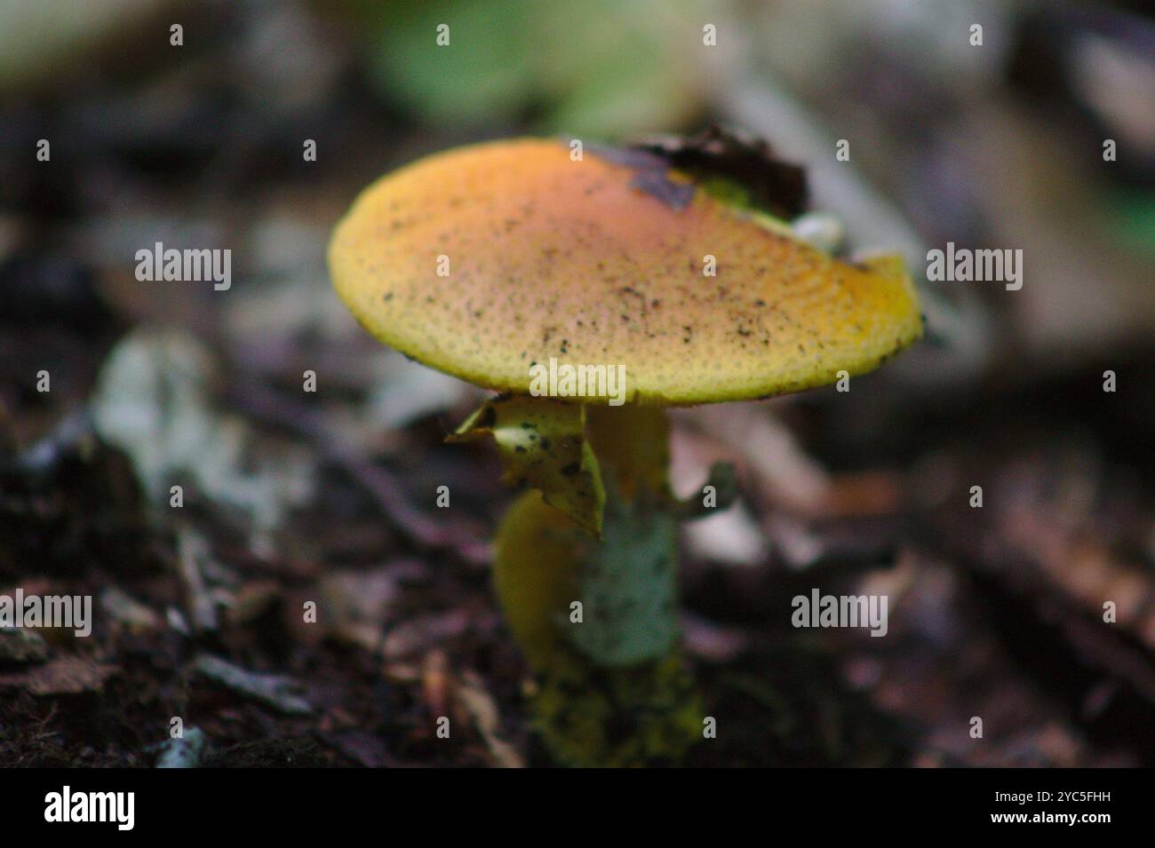 Yellow Patches (Amanita flavoconia) Fungi Stock Photo - Alamy
