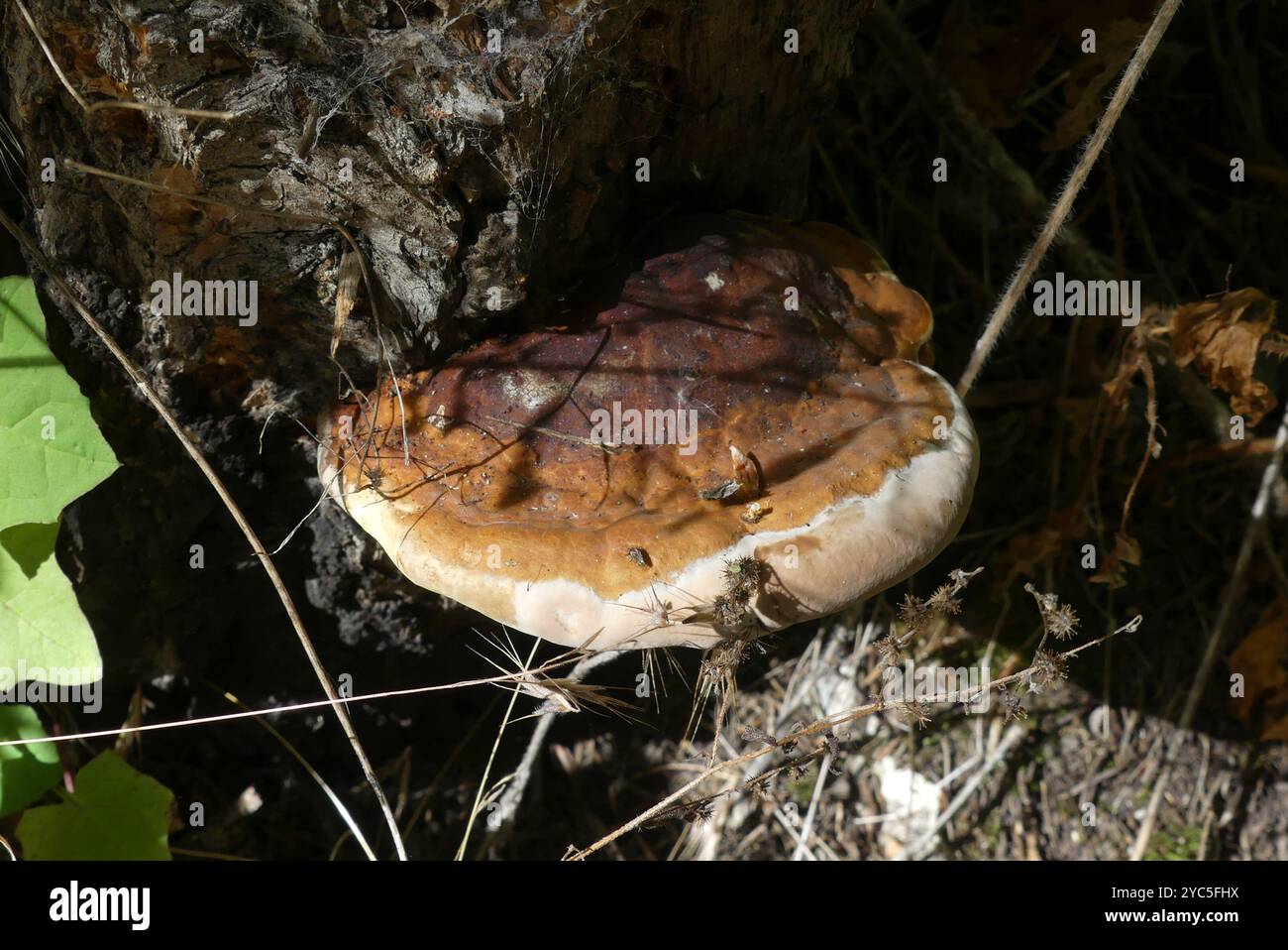 Northern red belt fungi hi-res stock photography and images - Alamy