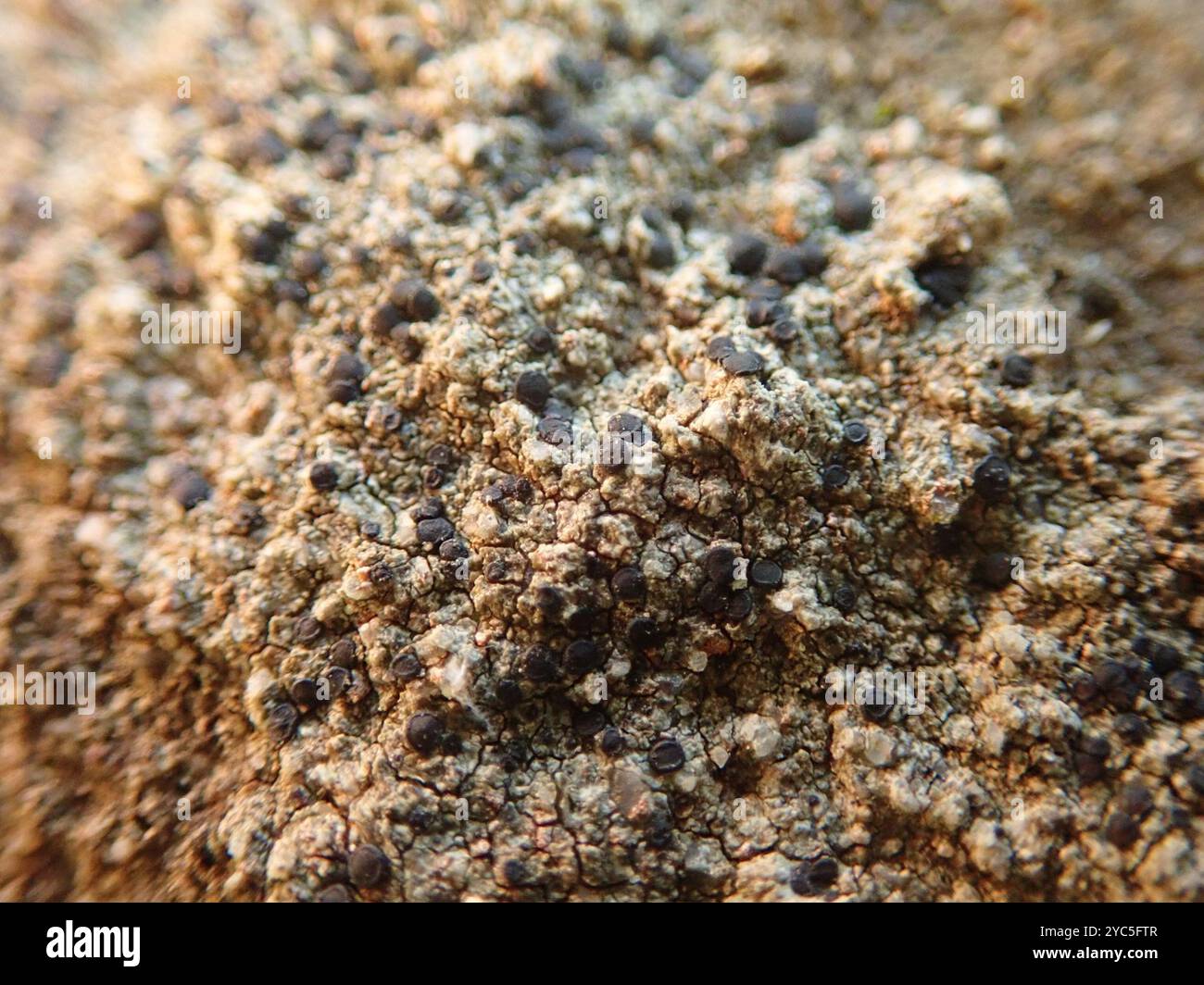Tile Lichens (Lecidea) Fungi Stock Photo - Alamy